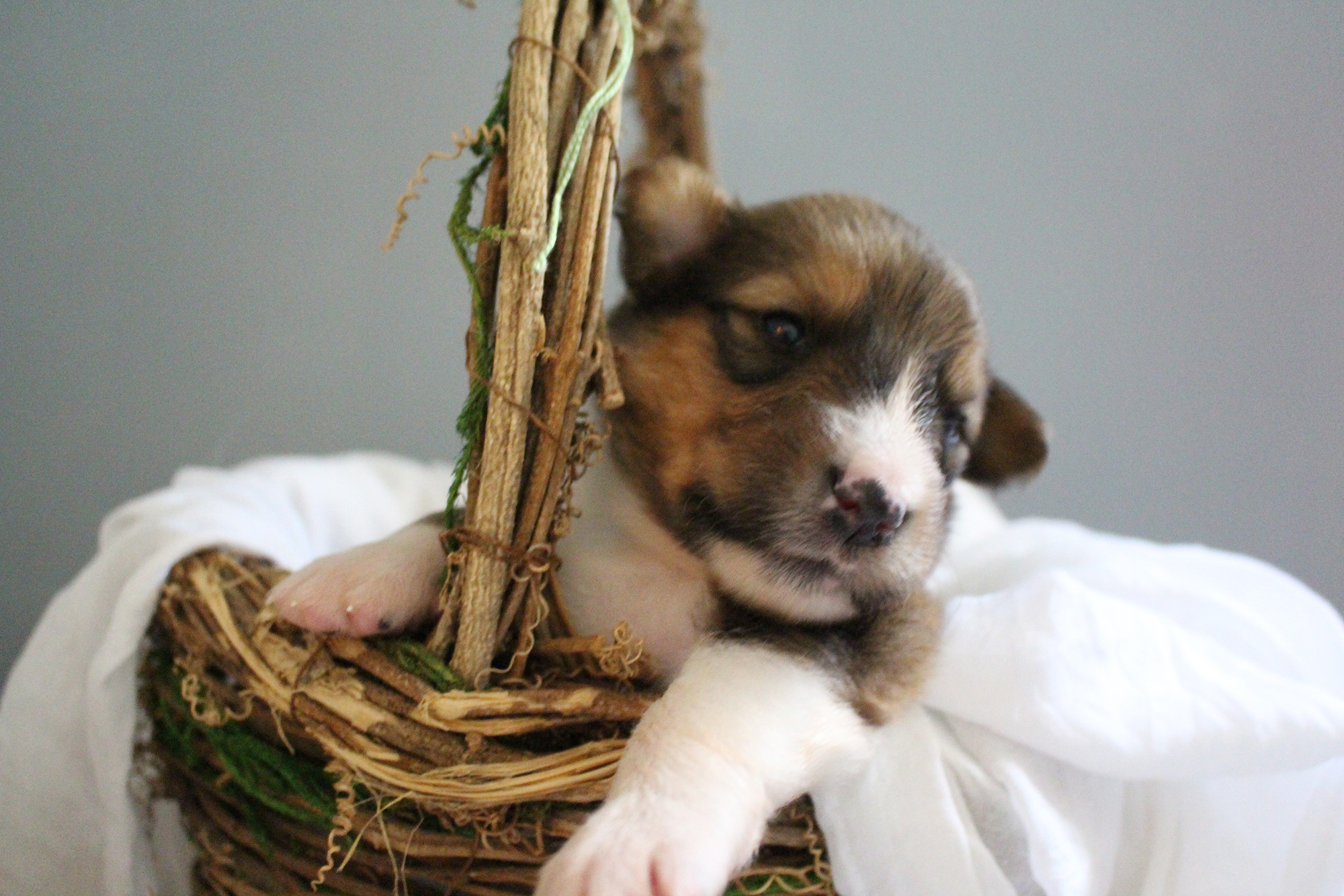 Puppies - Crossed Paws Farm